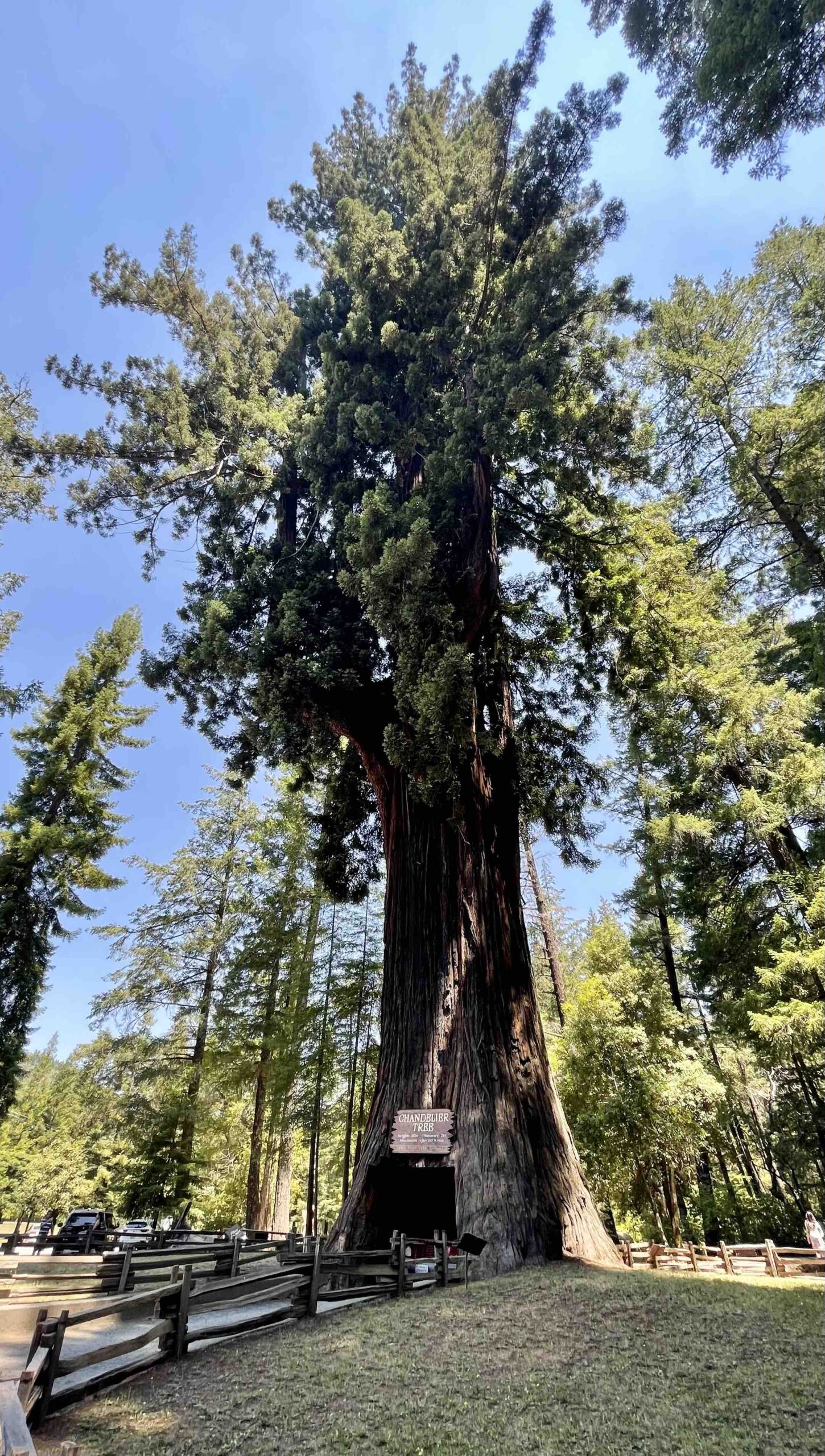 Embracing Nature at the Drive-Thru Tree: A Journey Through California's ...